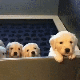 Cute Dog Gifs