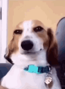 Gif De Chiot Super Heureux